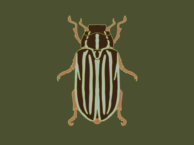 ten-lined june beetle by Michele Lukowski on Dribbble