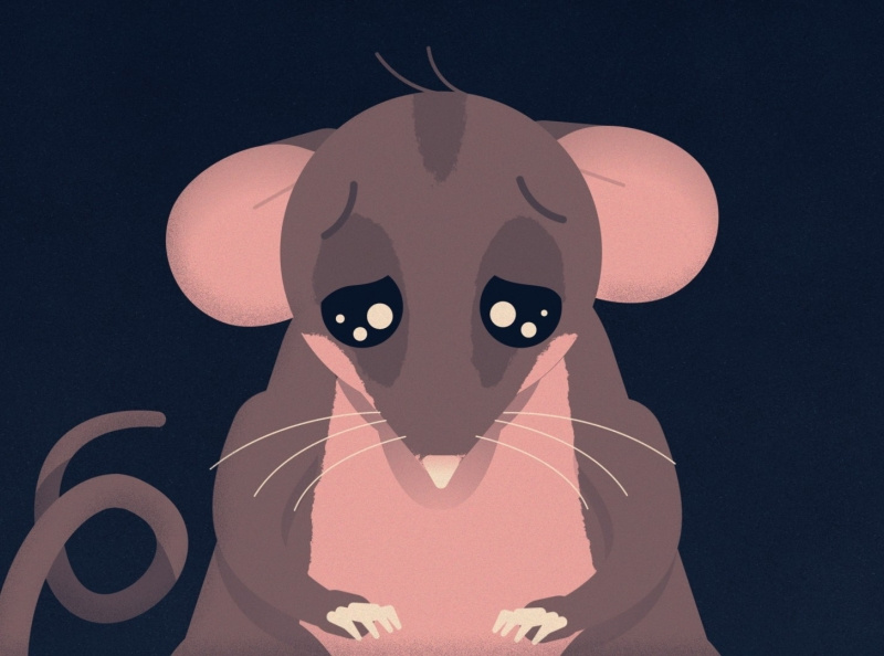 Pygmy Possum by Brian Neong San on Dribbble