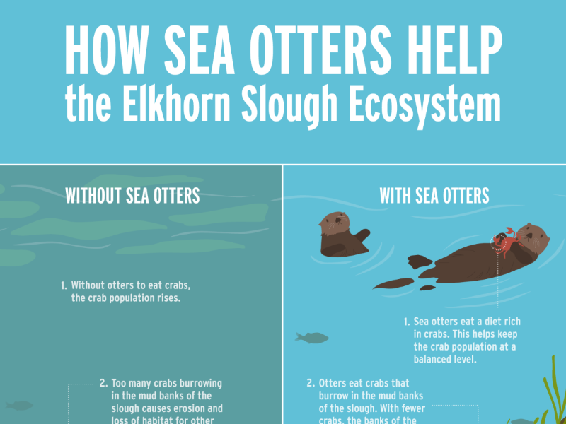 Elkhorn Slough Ecosystem Infographic by Tiffany Enriquez on Dribbble