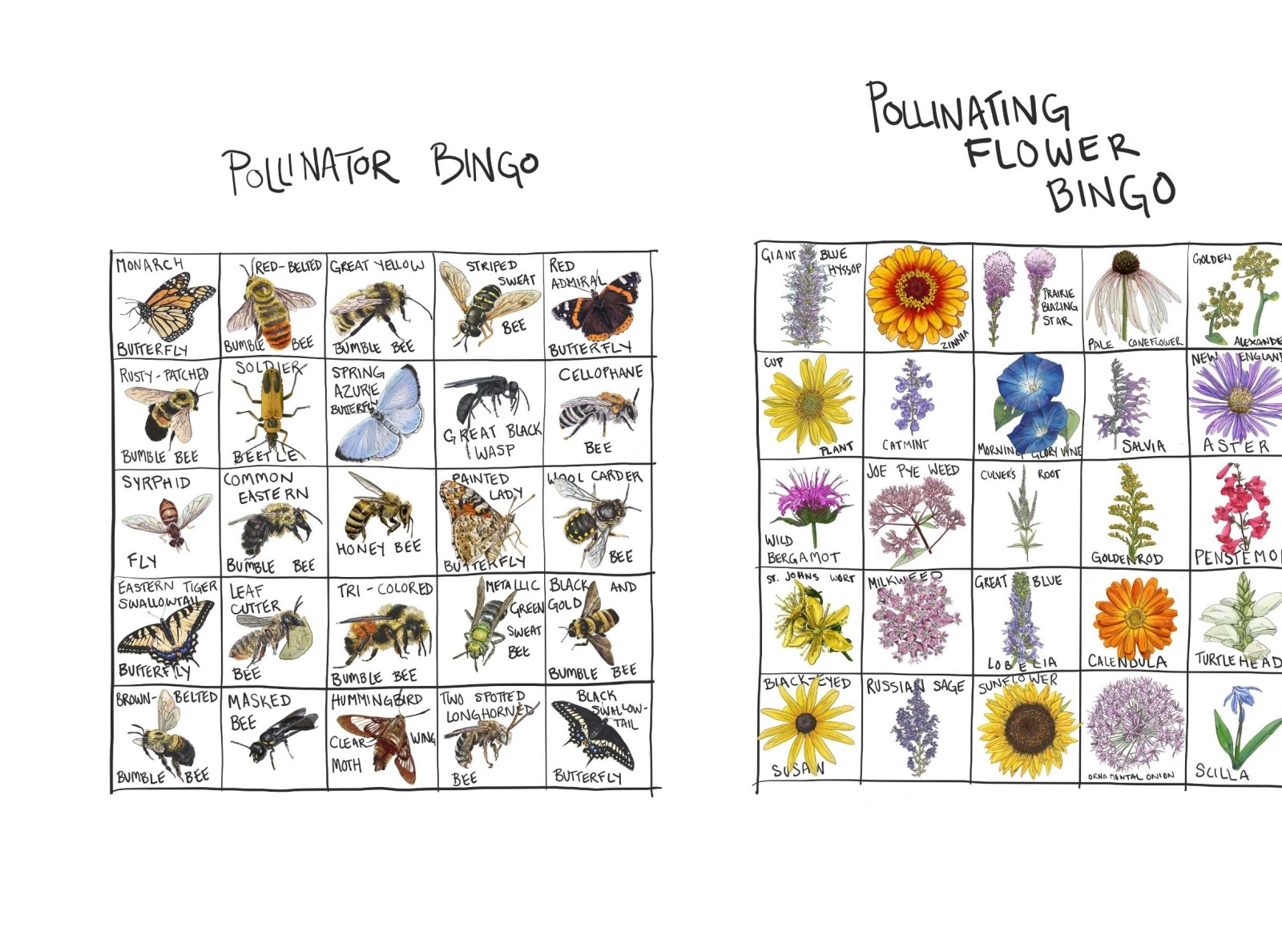 Pollinator Bingo by Sarah Nelson on Dribbble