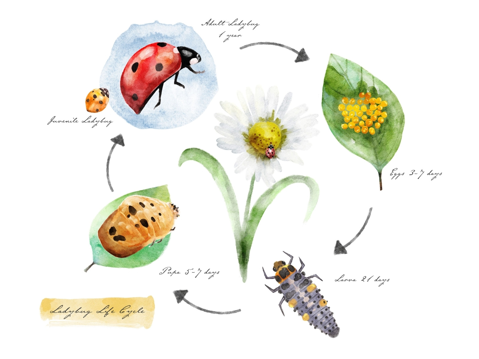 Vintage Inspired Ladybug Life Cycle by Jennifer Rice on Dribbble
