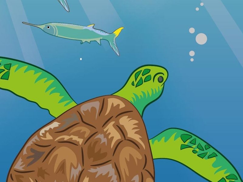 Turtle by Ollie Brown on Dribbble
