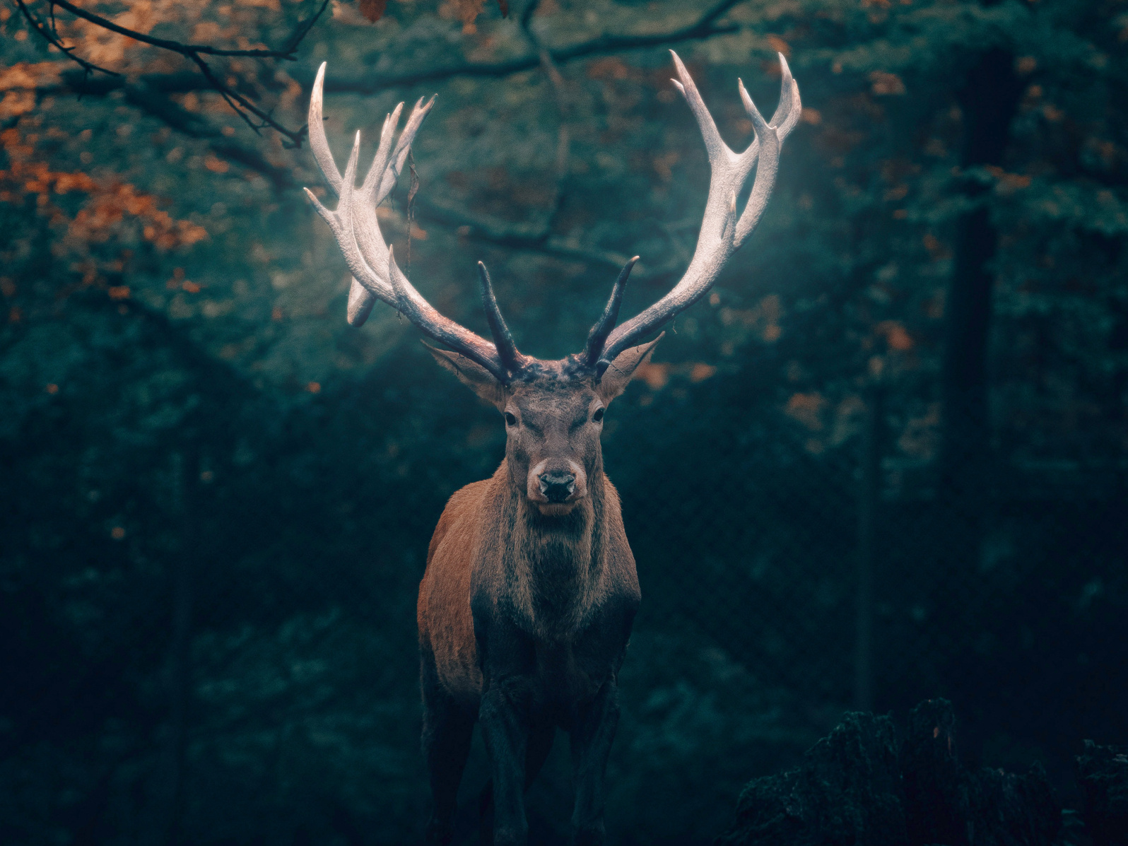 Glowing Effect by Rishabh designs on Dribbble