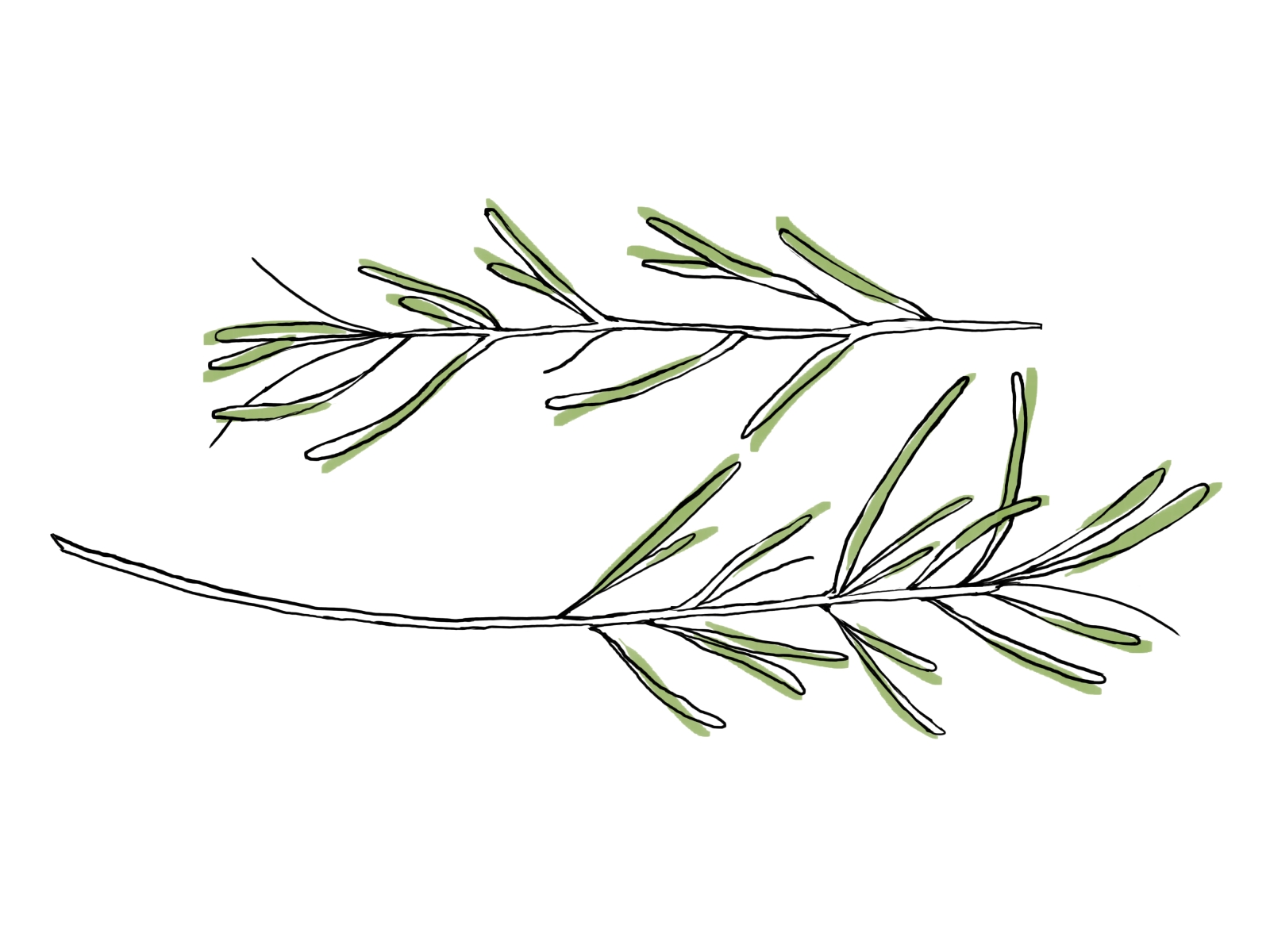 Rosemary Sprig Drawing