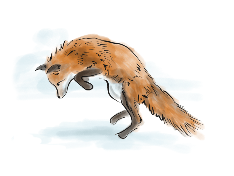 Leaping Fox by Jeff Sugarman on Dribbble