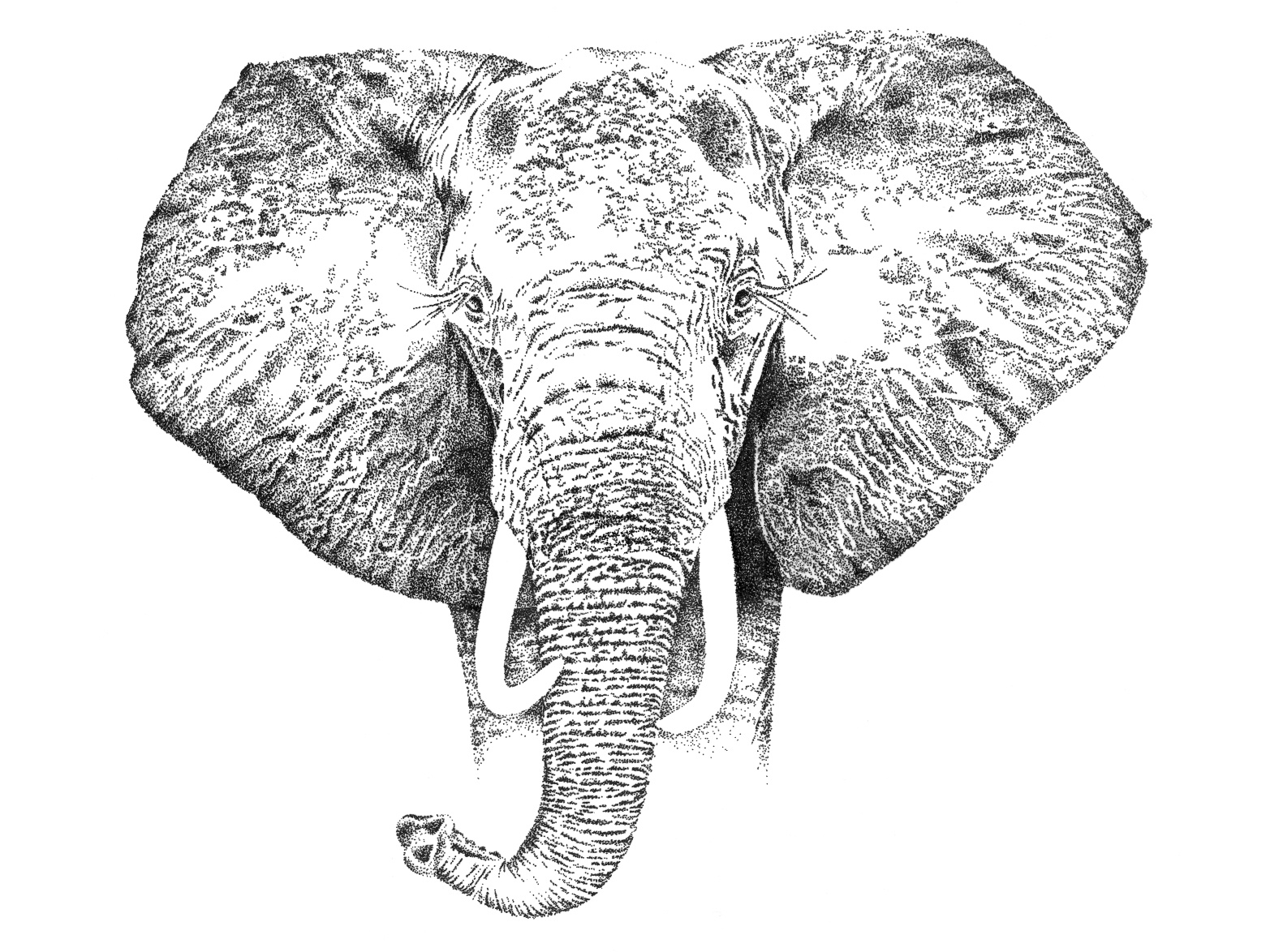 African Elephant by Lizl on Dribbble