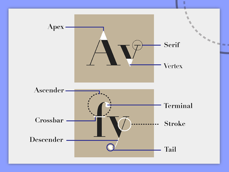 Didot Anatomy of Type by Lejla Imamovic on Dribbble