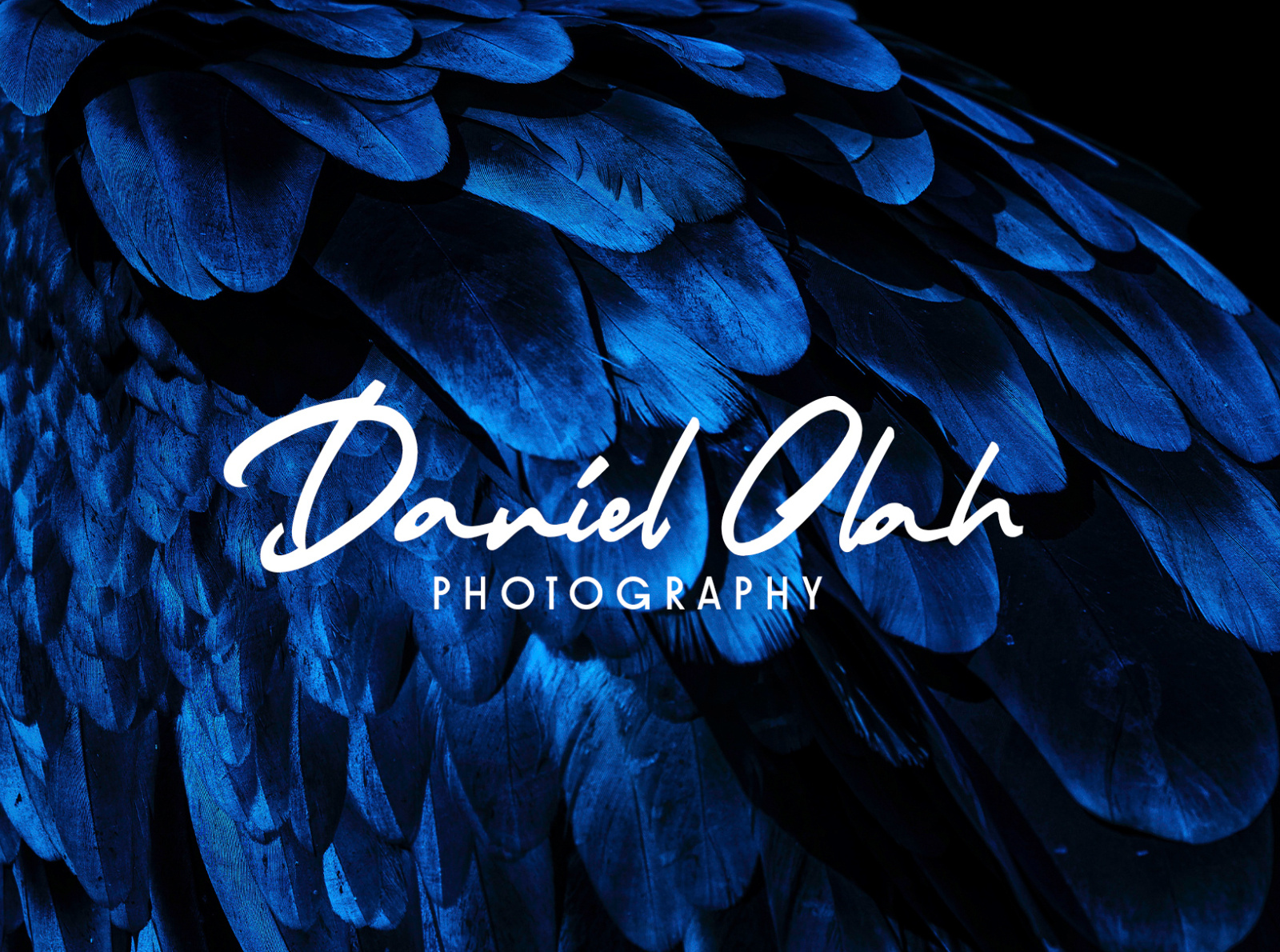 Signature Logo with Winifred & Bignode by Unfutur Labs on Dribbble