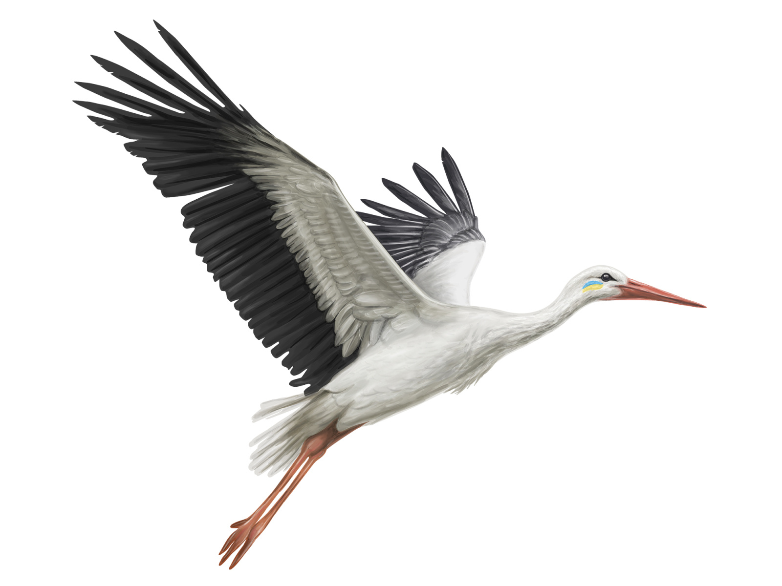 White stork. by Natalka Dmitrova on Dribbble