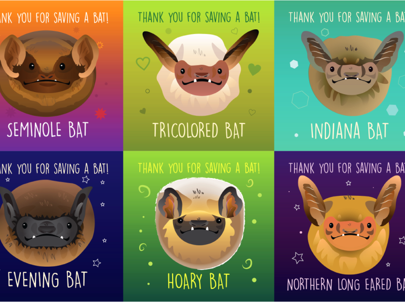 Conservation bat stickers by Liz Keiser on Dribbble