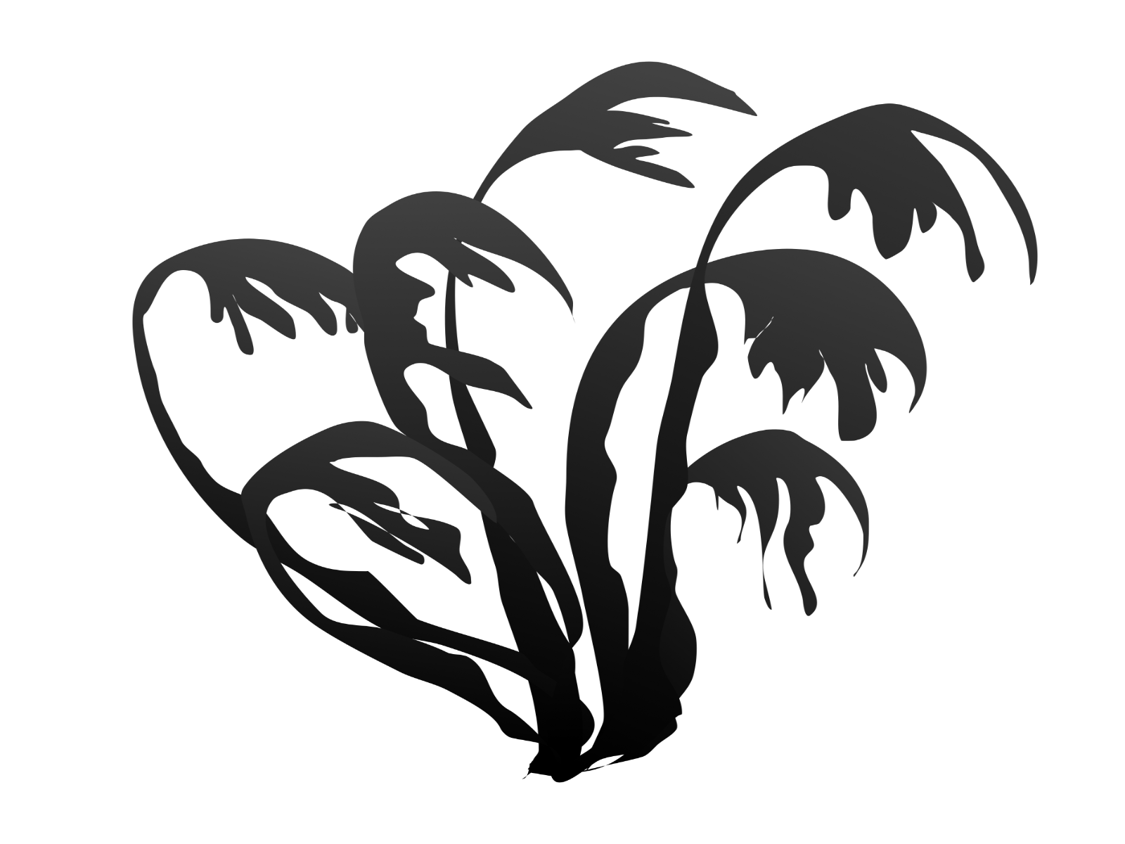 Shadow Flowers on White by Stephanie Little on Dribbble