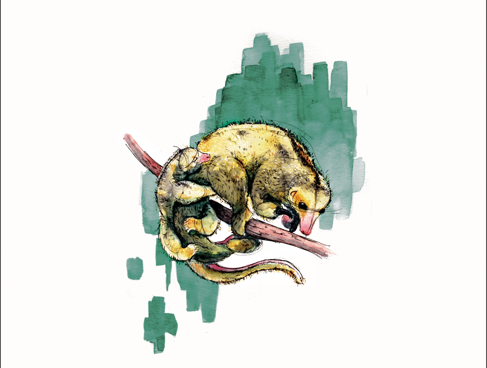 Tamanduaí by Lucas on Dribbble