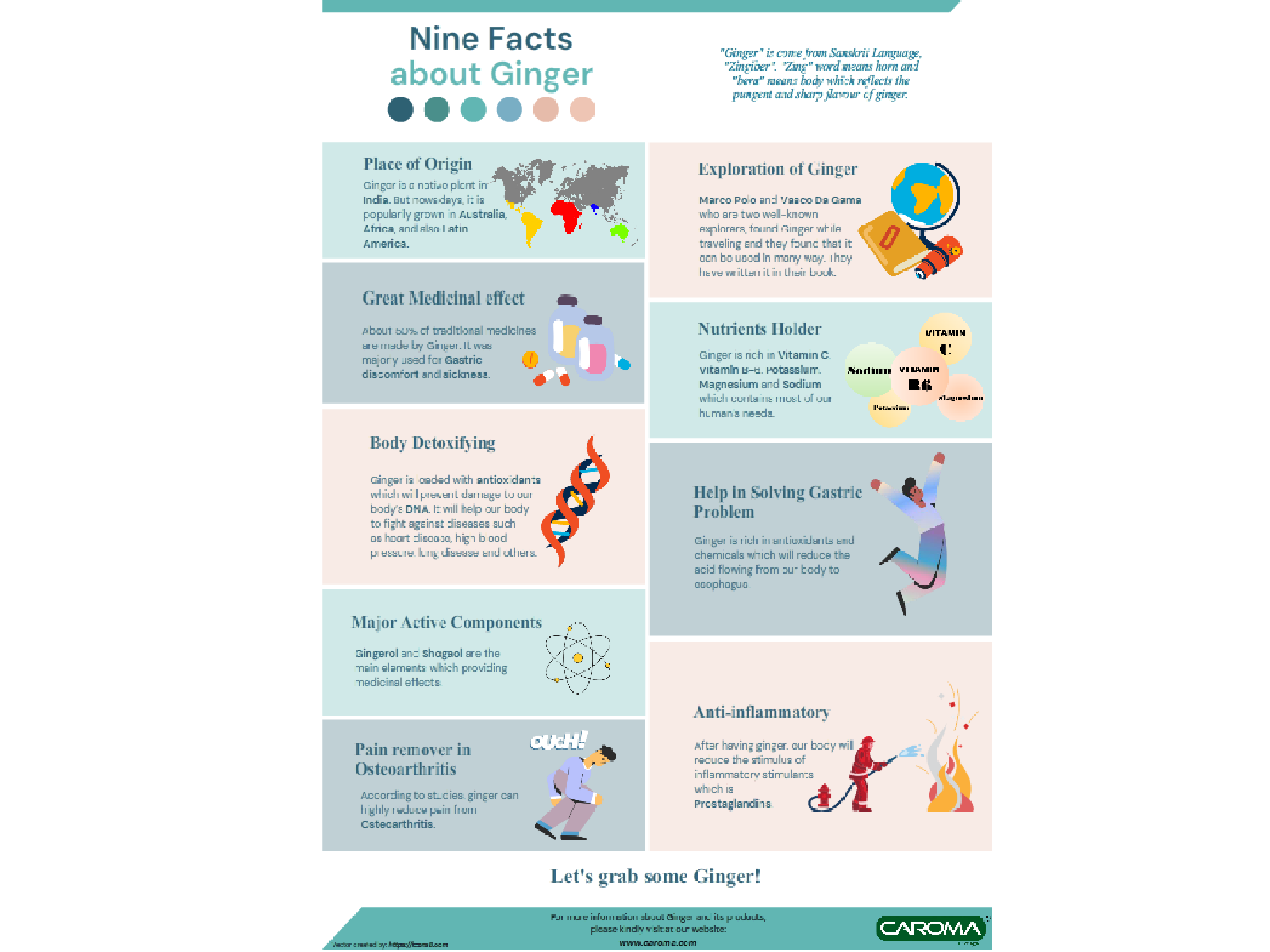 Ginger Facts Poster Design by Alvin Chai on Dribbble