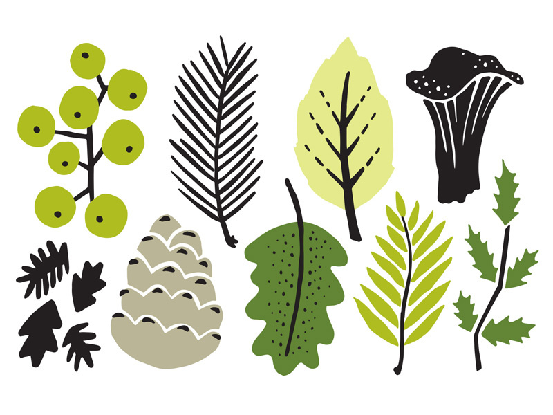 NW Foliage by Bureau of Betterment on Dribbble