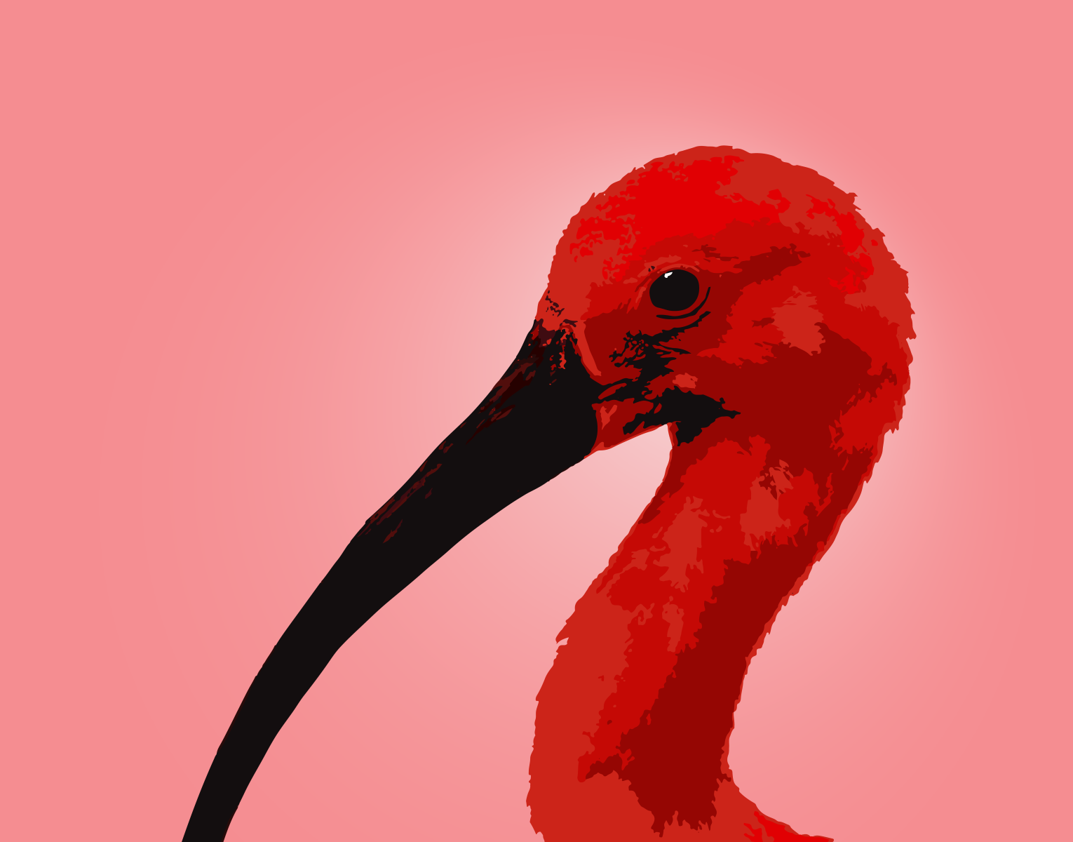 Scarlet Ibis Vector Art_1 by Aravind Reddy Tarugu on Dribbble