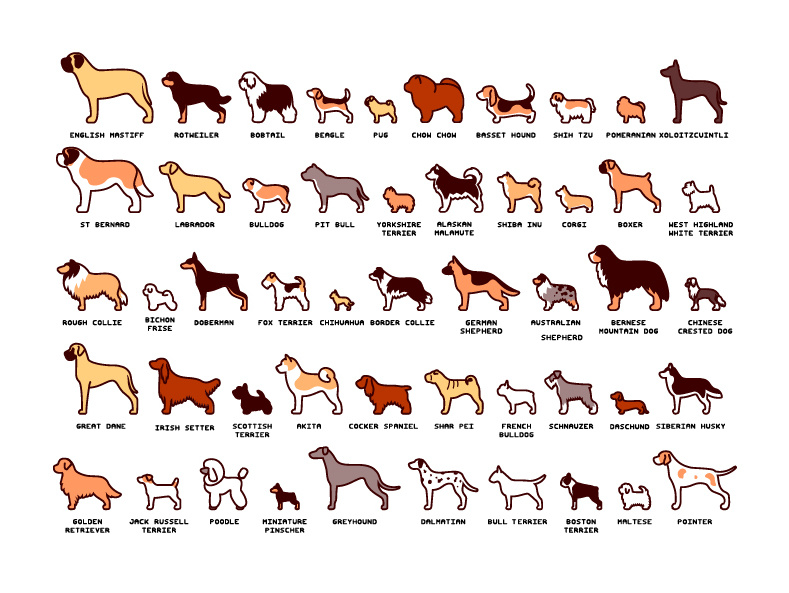 Dog Breed Chart