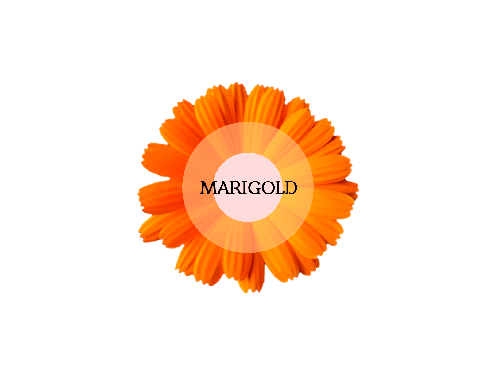 Marigold by Razoya on Dribbble