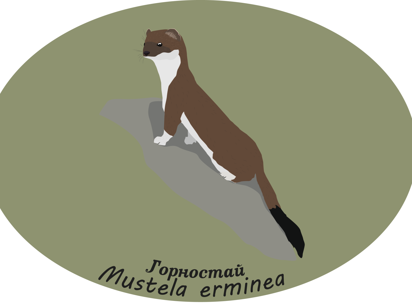 Mustela erminea by Igor Maltsev on Dribbble