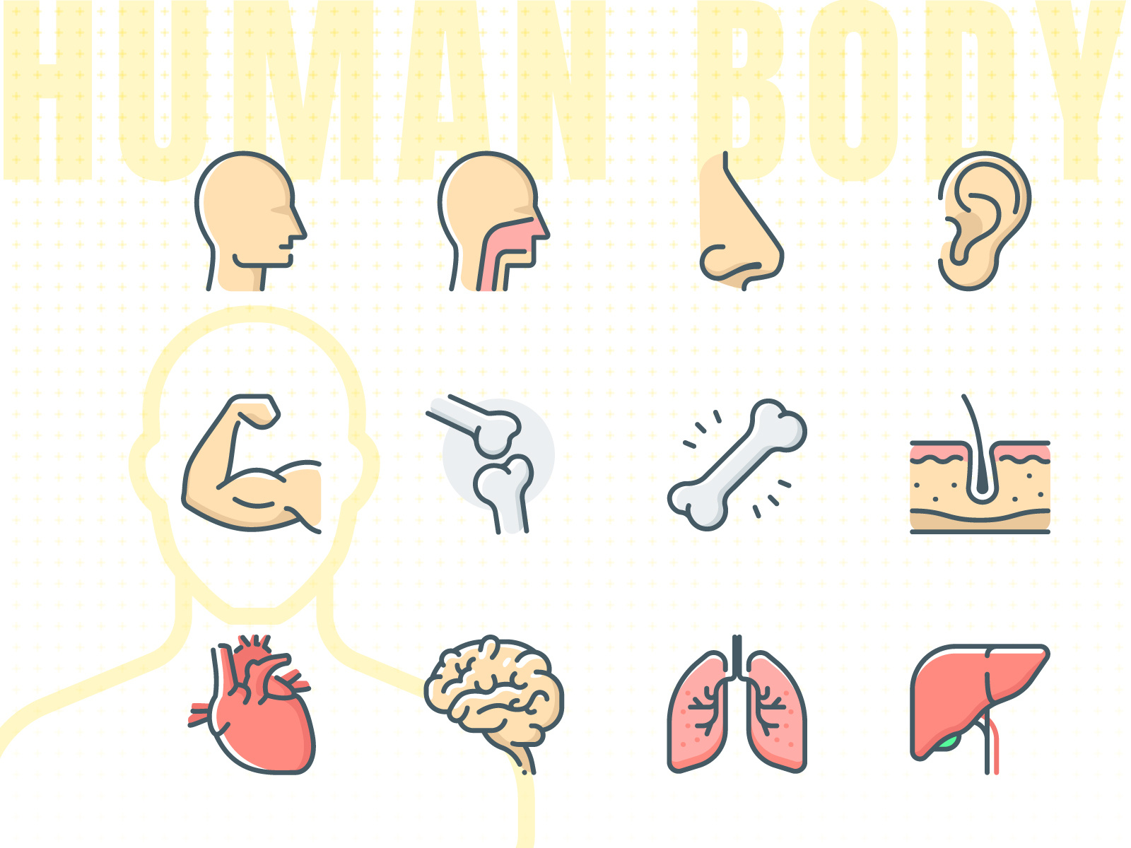 Human body, anatomy icon by Anton Kalashnyk🇺🇦 on Dribbble