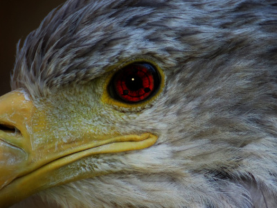 Eagle Sharingan Wallpaper