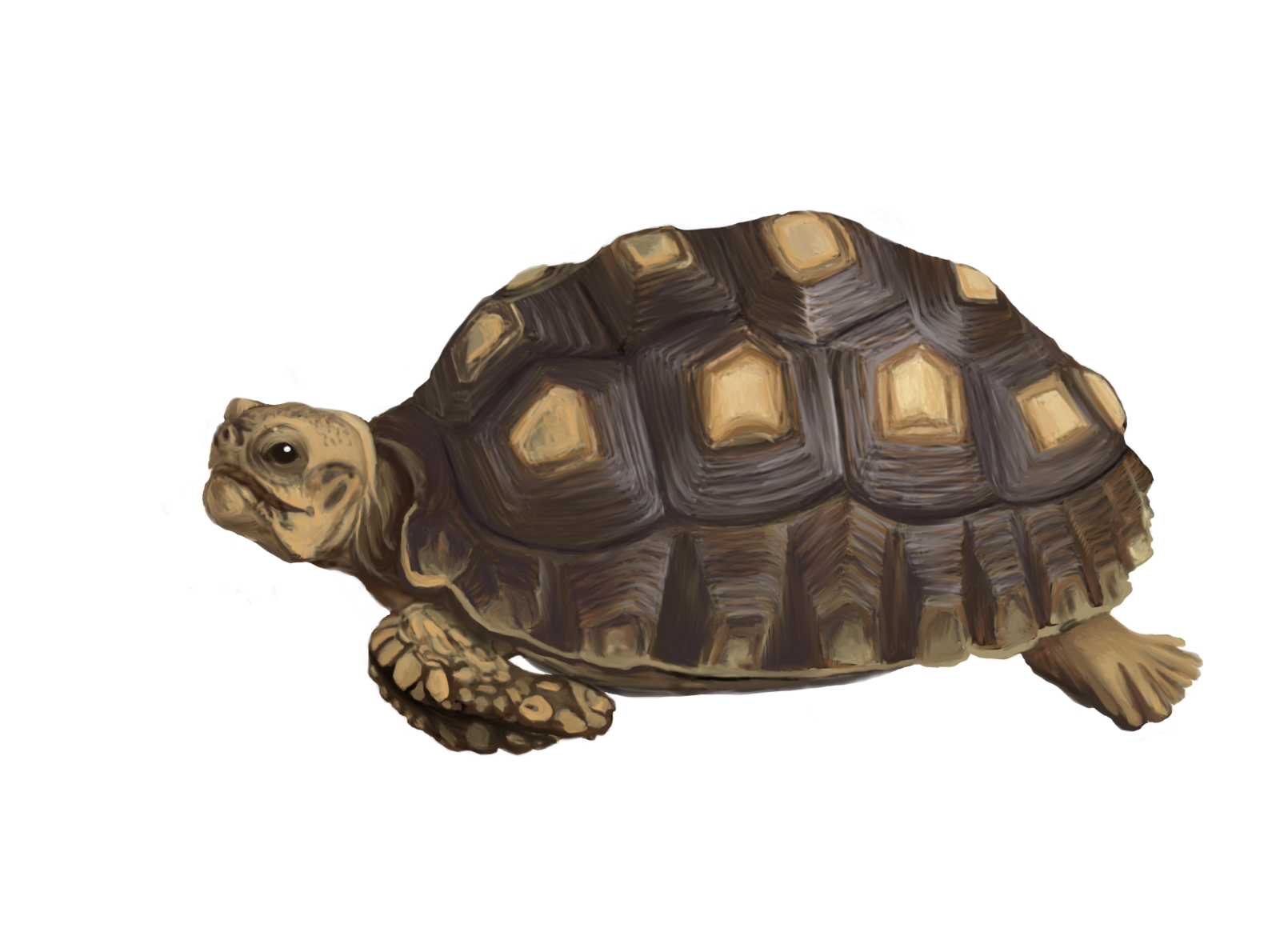 Willie the Tortoise by Candie Witherspoon on Dribbble
