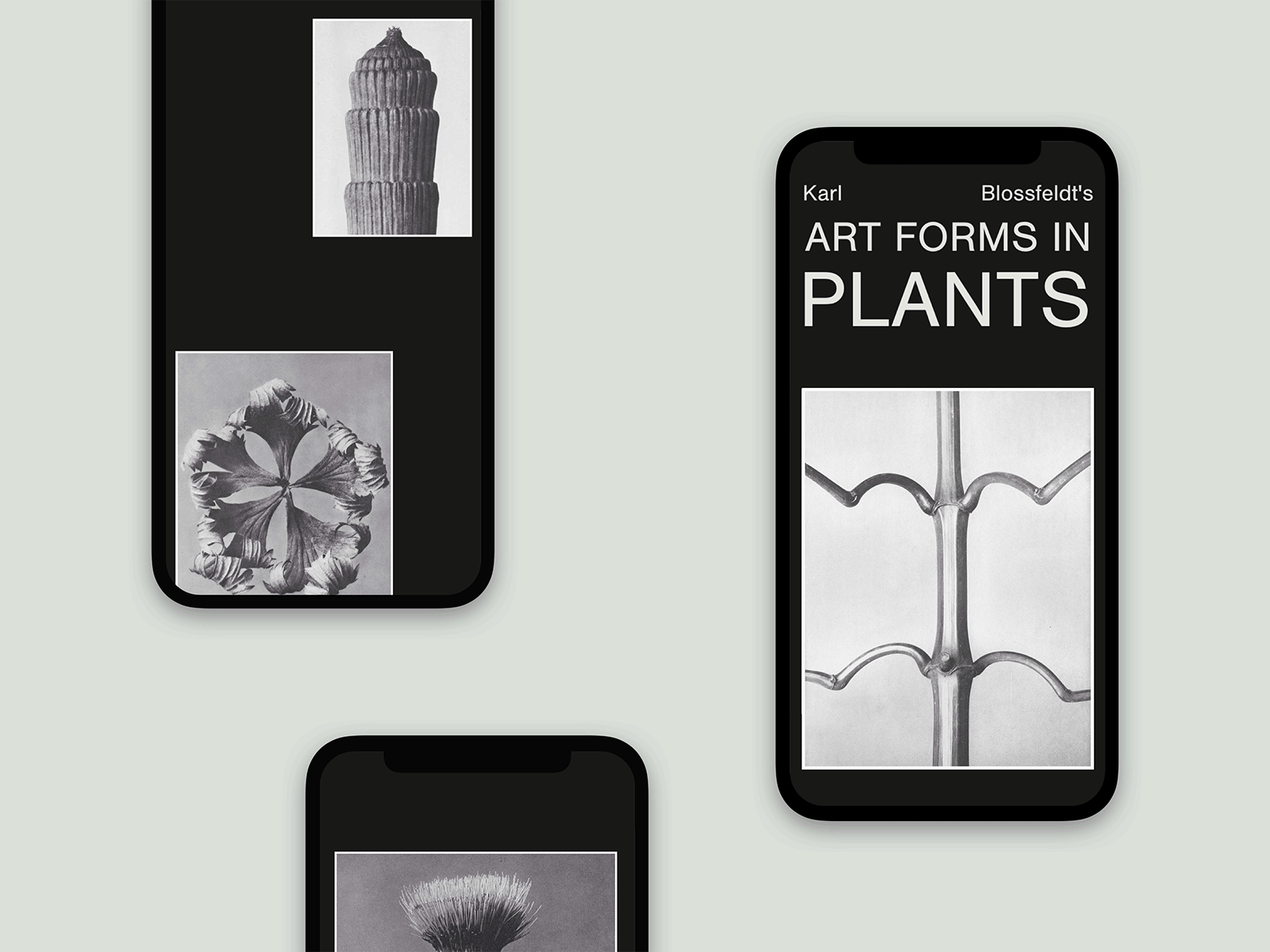 Art Forms In Plants By M Rodzik On Dribbble