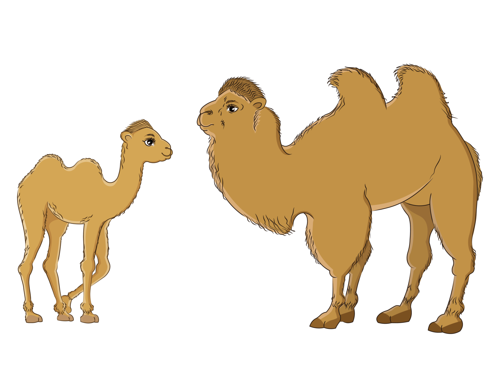 Mongolian Camel by Ariunsanaa on Dribbble