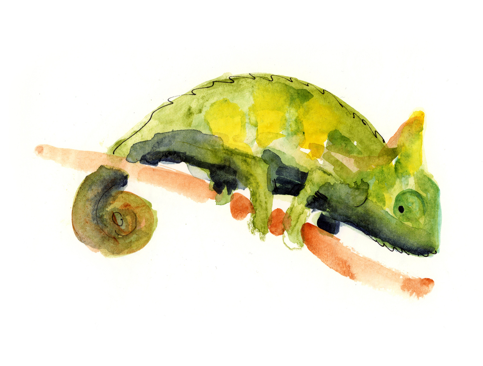 Chameleon Study by Sydney Musselman on Dribbble
