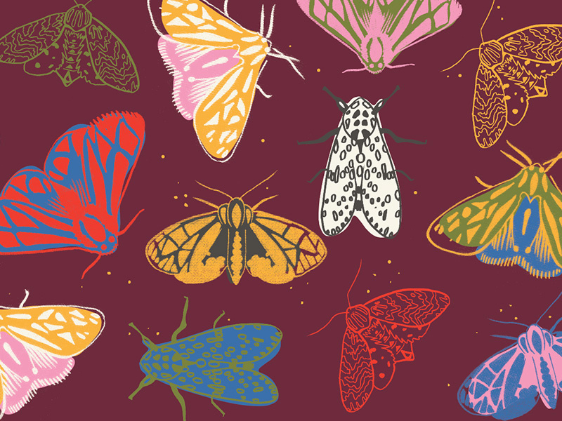 Moths by Meg O'Brien on Dribbble