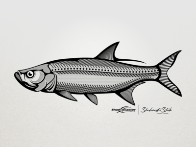 Tarpon Jumping Drawing