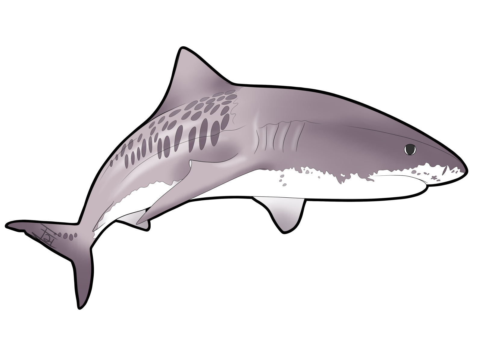 Tiger Shark by Inkeri on Dribbble