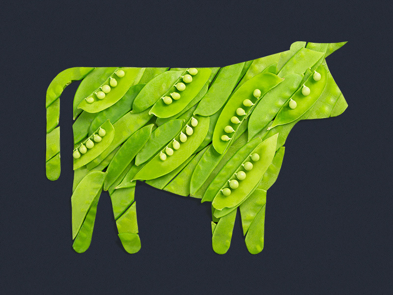 Pea Protein by Steve Bullock on Dribbble