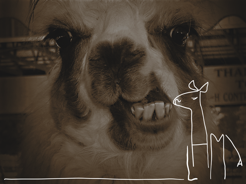 Lama Logo by Peter Mintchev on Dribbble