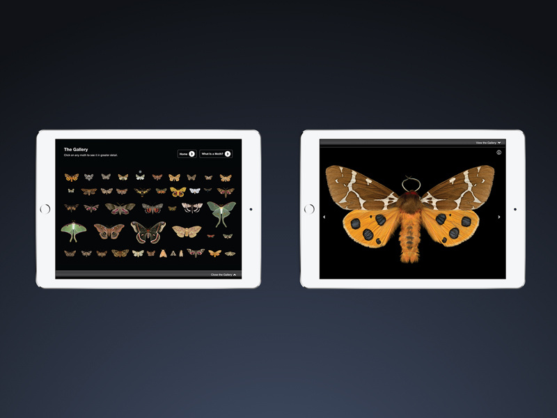 Moths App by Bryan McCloskey on Dribbble