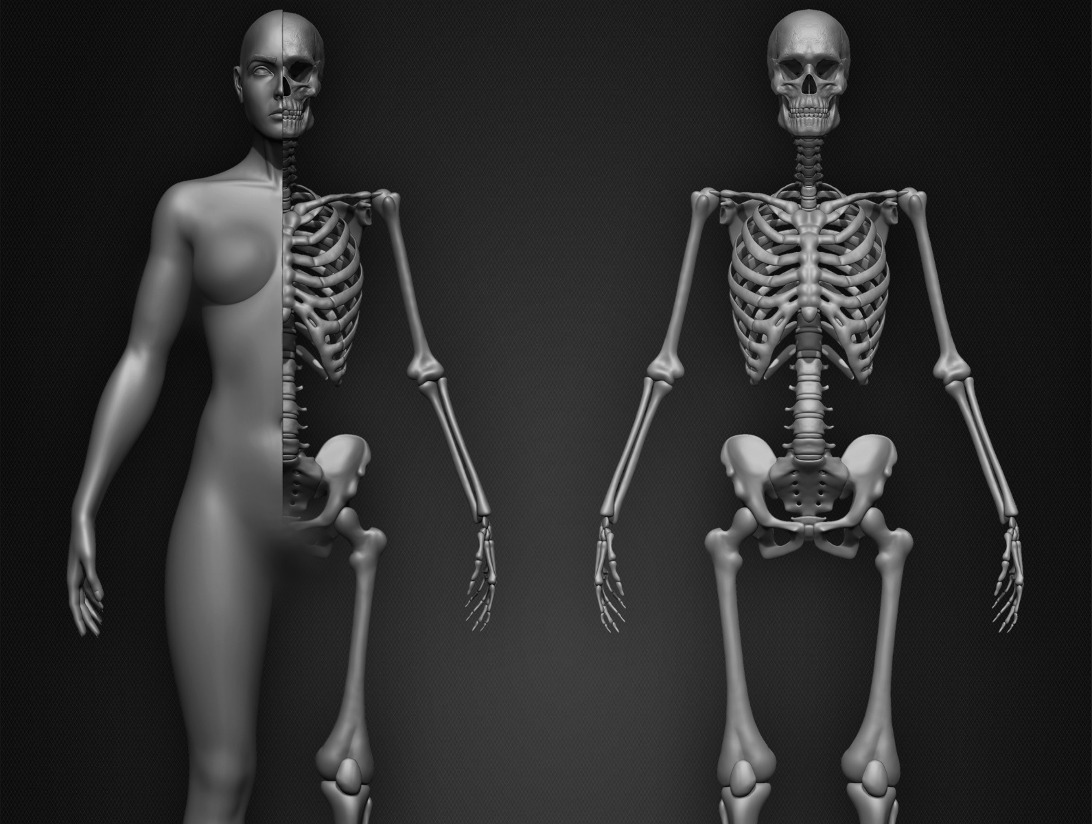 Female Human Skeleton 3D Model By Yacine BRINIS On Dribbble