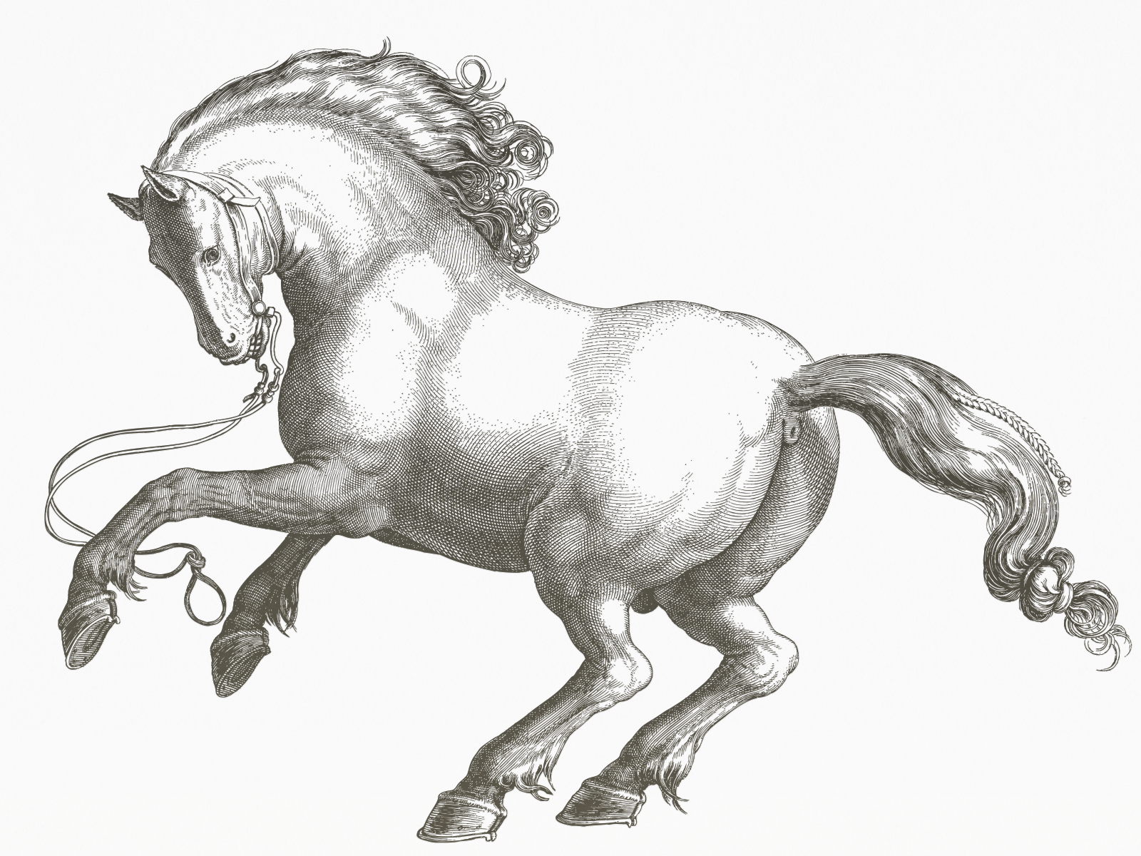 Stallion III ... by Arno Kathollnig on Dribbble