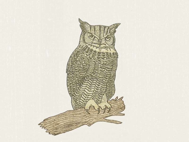 Owl ... by Arno Kathollnig on Dribbble