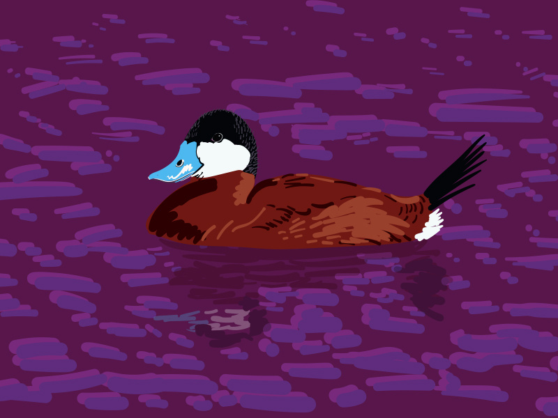 Ruddy Duck by Judith Mayer on Dribbble
