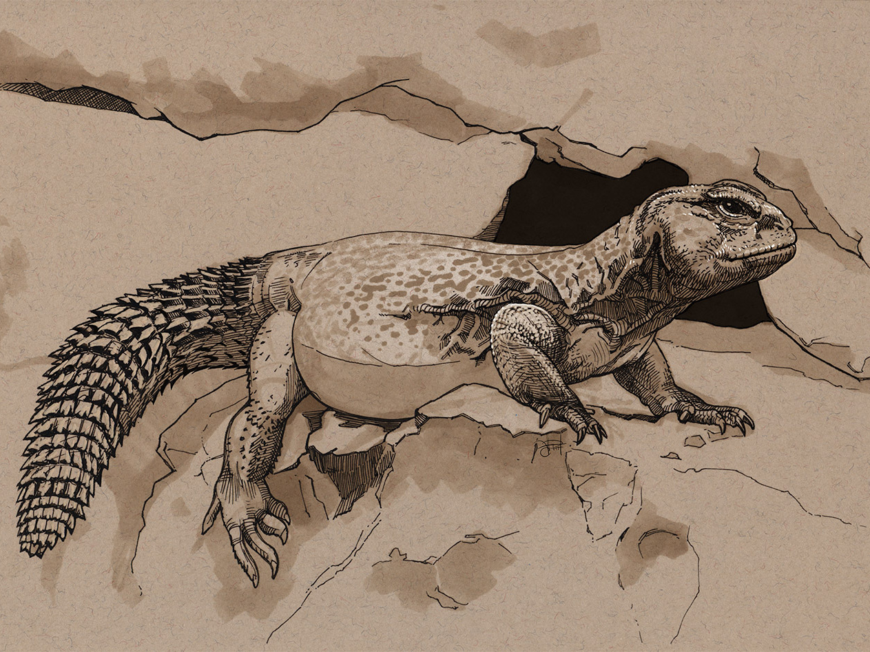 Uromastyx by Floris van der Peet on Dribbble