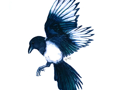 Magpie by Nyx Rowan on Dribbble