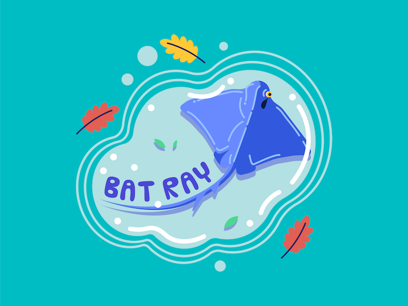 Bay Area Neighbor: Bat Ray by Daniel Mok on Dribbble