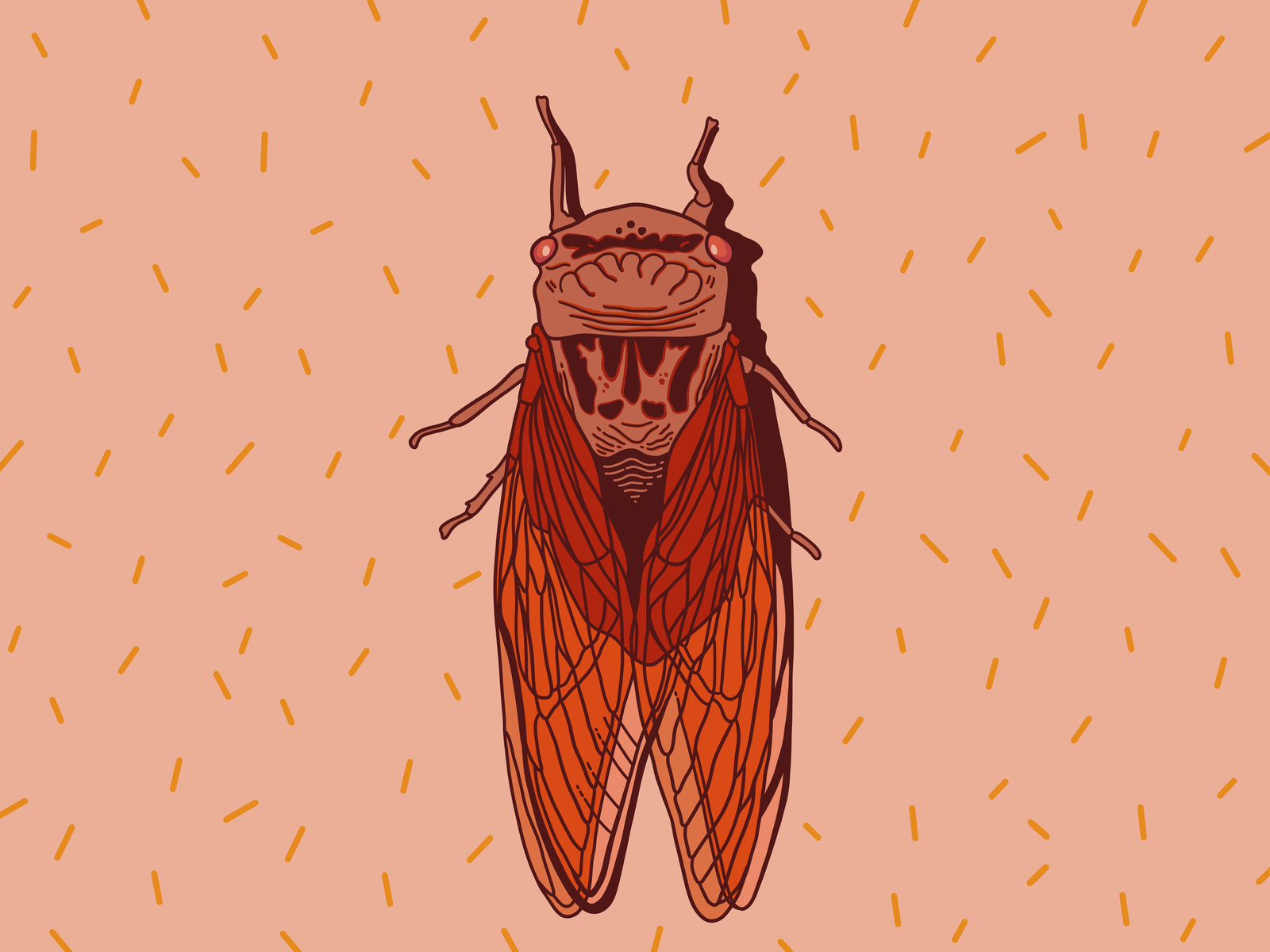 Cicada by Sophie McTear on Dribbble