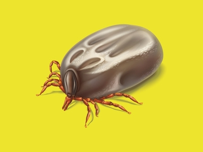 Vector Insect Tick by TATYANA.PROkofieva on Dribbble