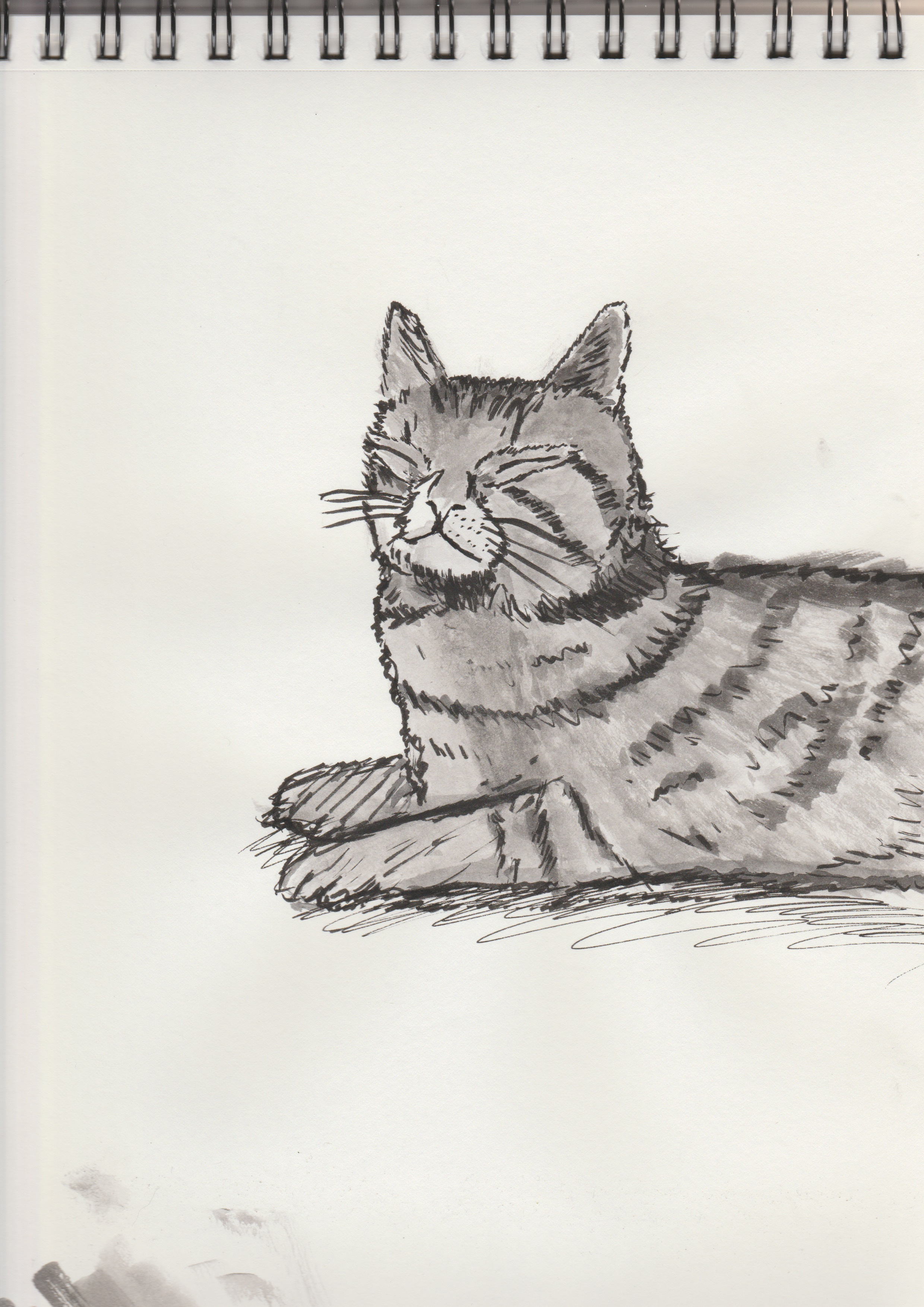 Cat Nap Sketch by Yukiha Maruyama on Dribbble