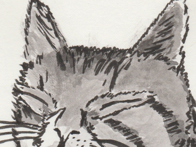 Cat Nap Sketch by Yukiha Maruyama on Dribbble