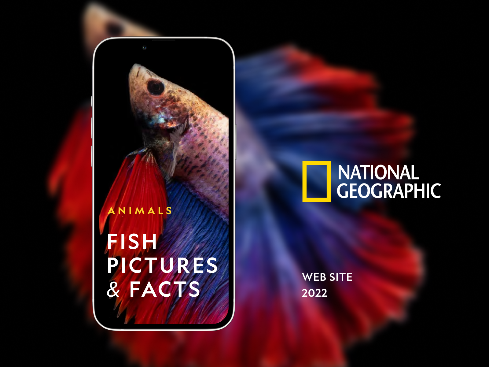 Preview for design concept by Olga Stepanova on Dribbble