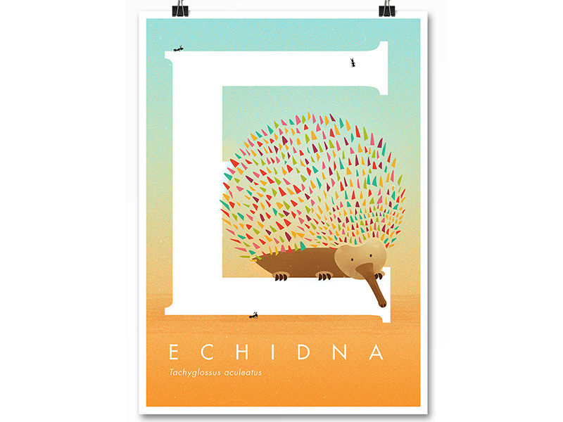 Echidna - Tachyglossus aculeatus by Dan Bronsema on Dribbble