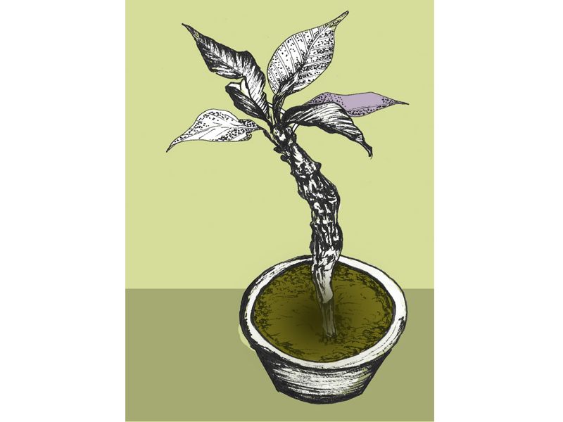 planters- 10 by Maleka Rangwala on Dribbble