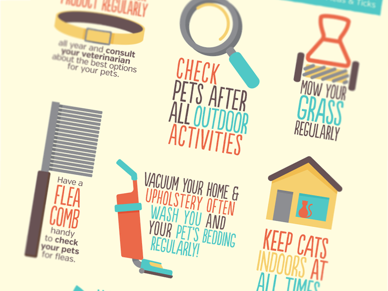 Infographic | Fleas & Ticks by Mike Meulstee on Dribbble