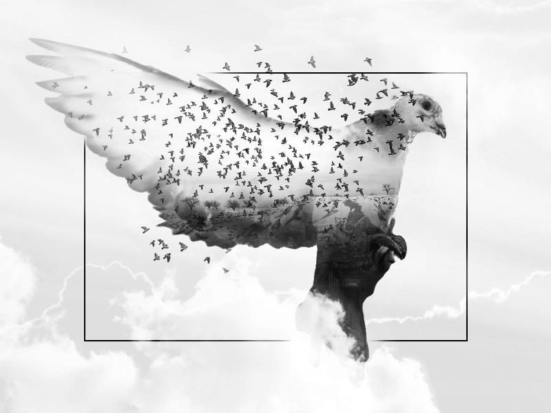 Double Exposure Dove by Adriana Dranga on Dribbble